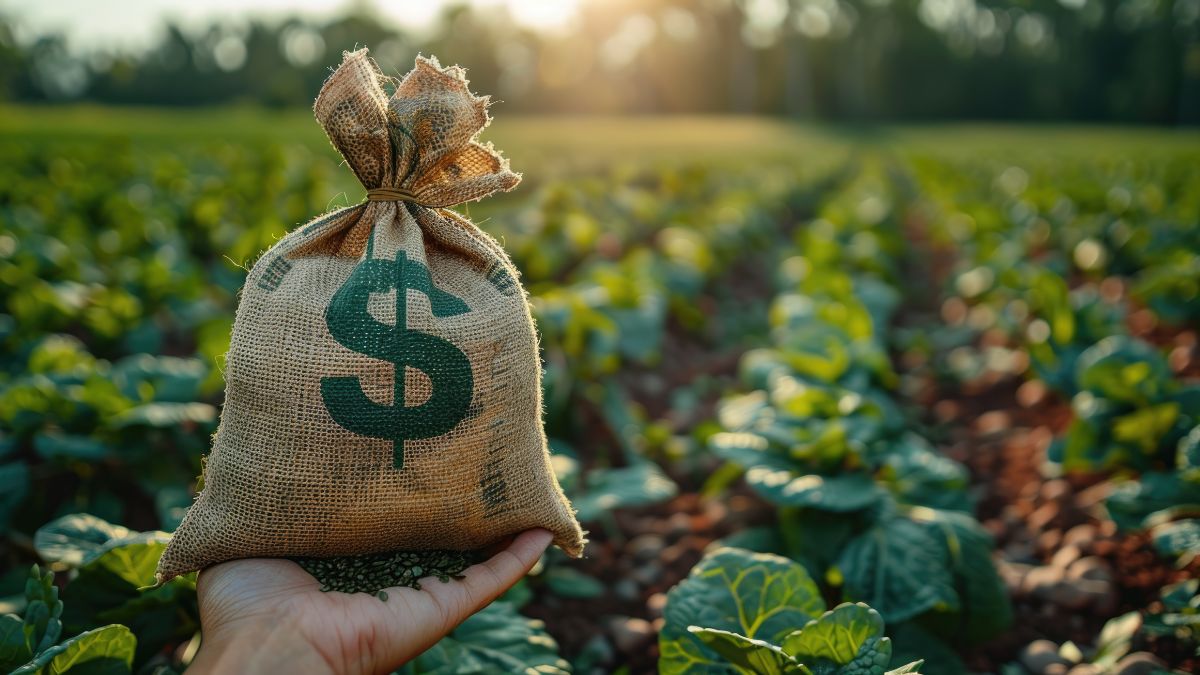PCLD e sua importância na análise de crédito do agronegócio